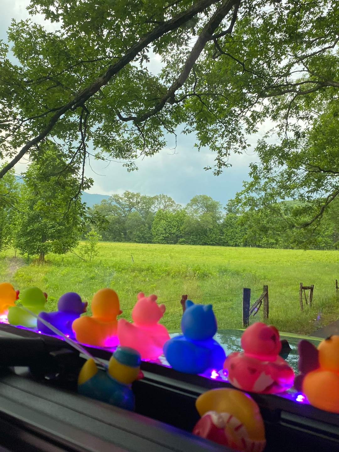 Duckwood LED , the Original LED Duck Bar - Etsy