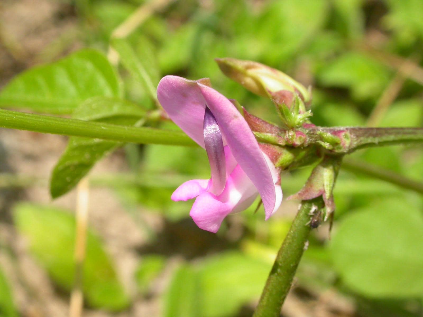 Woolly Beans, 40+ Seeds of Strophostyles Helvola, Edible Native Beans ...