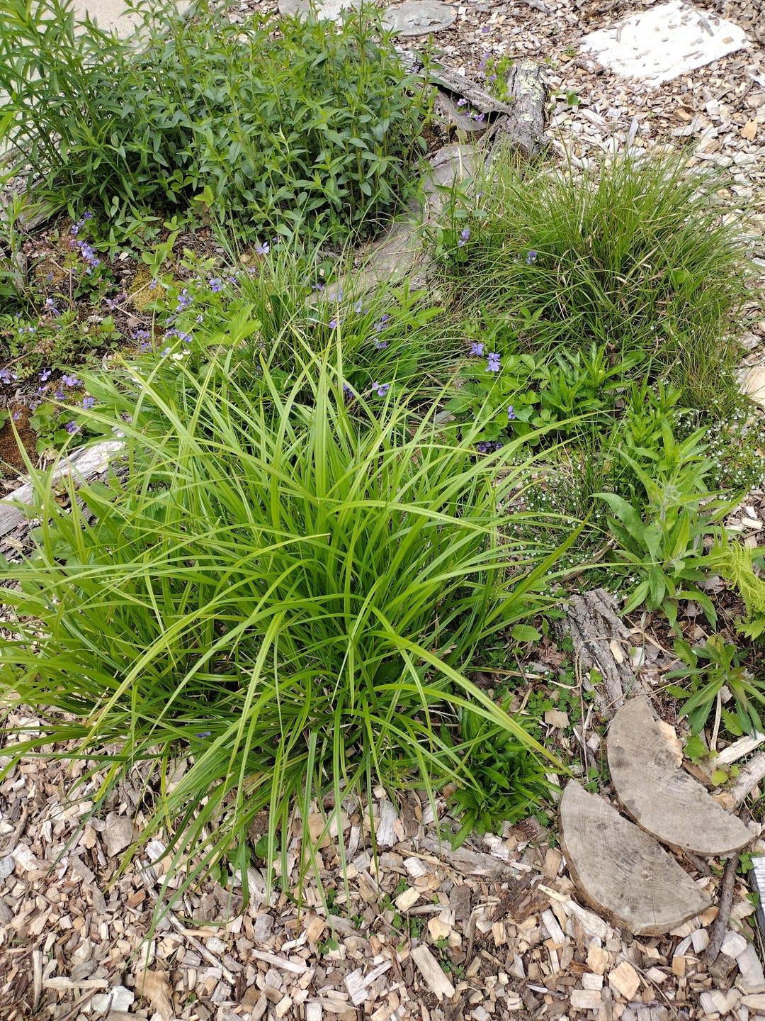 Knotsheath Sedge, 120 Seeds of Carex Retrorsa, Northern US Native Host ...
