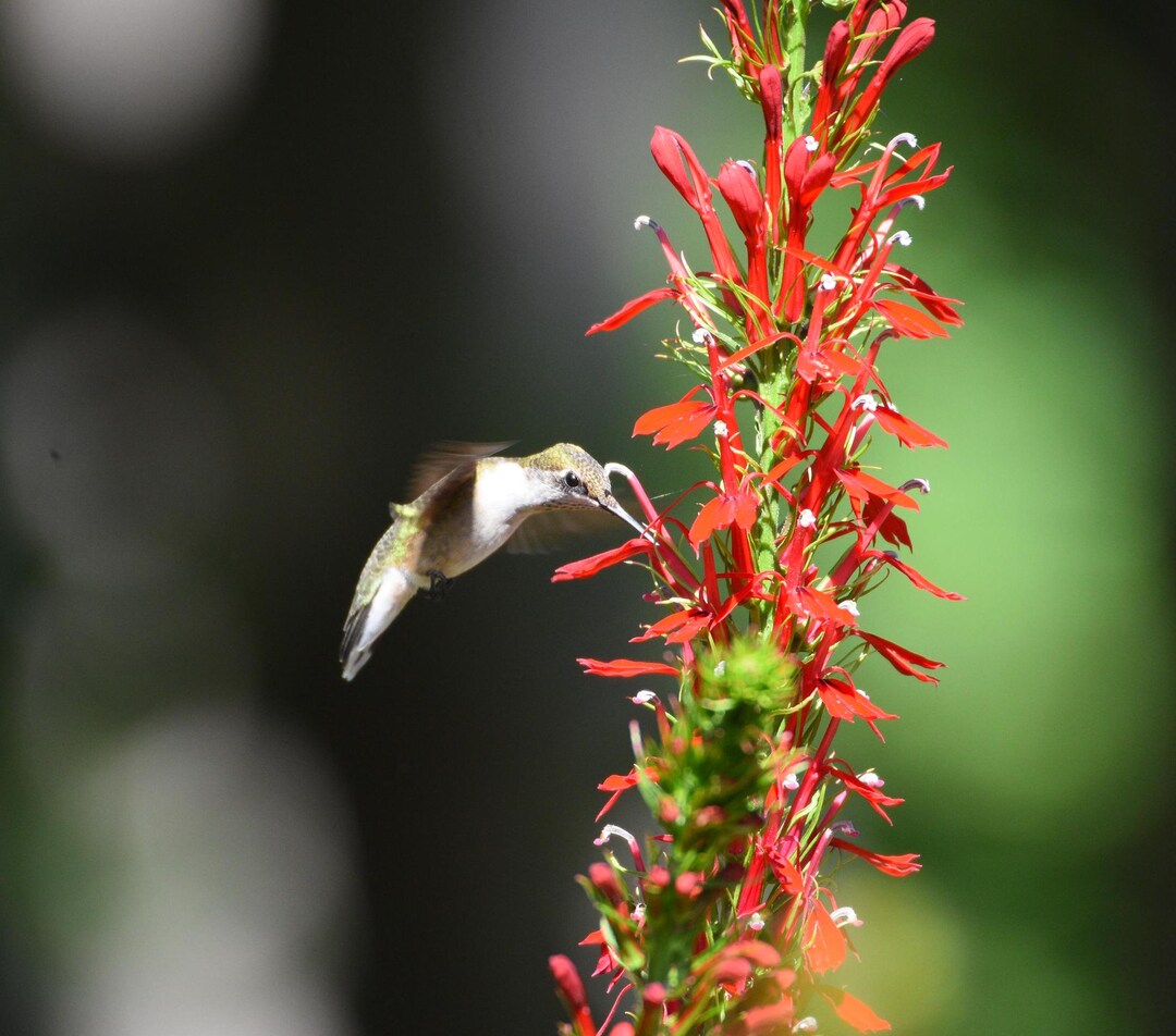 Cardinal Flower, 1000+ Seeds of Lobelia Cardinalis, Hummingbirds ...