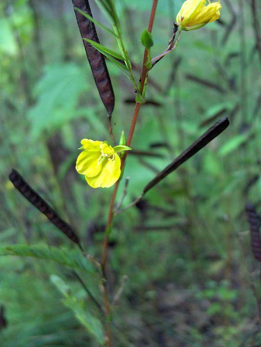 Partridge Pea, 90+ Seeds of Chamaecrista Fasciculata, Native Host Plant ...