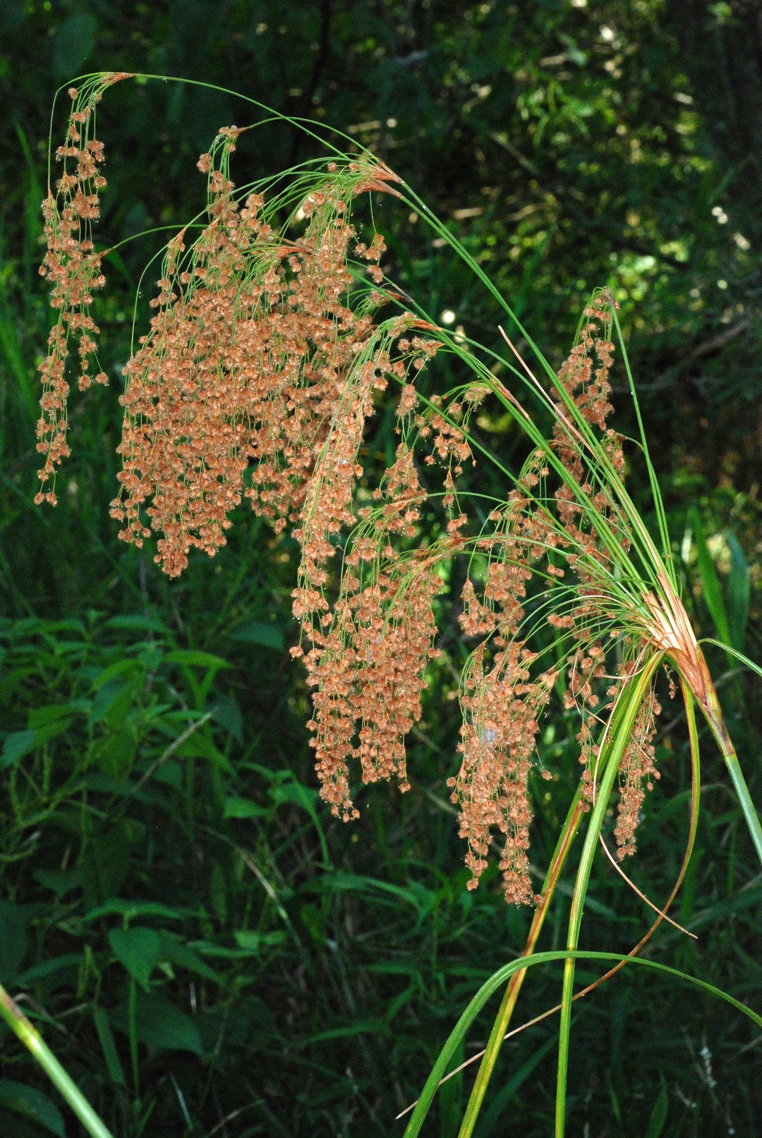 Woolgrass, Scirpus Cyperinus, 5000 Seeds, Native Wetland Plant ...