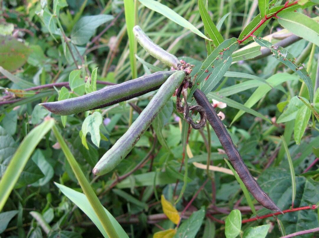 Woolly Beans, 40+ Seeds of Strophostyles Helvola, Edible Native Beans ...