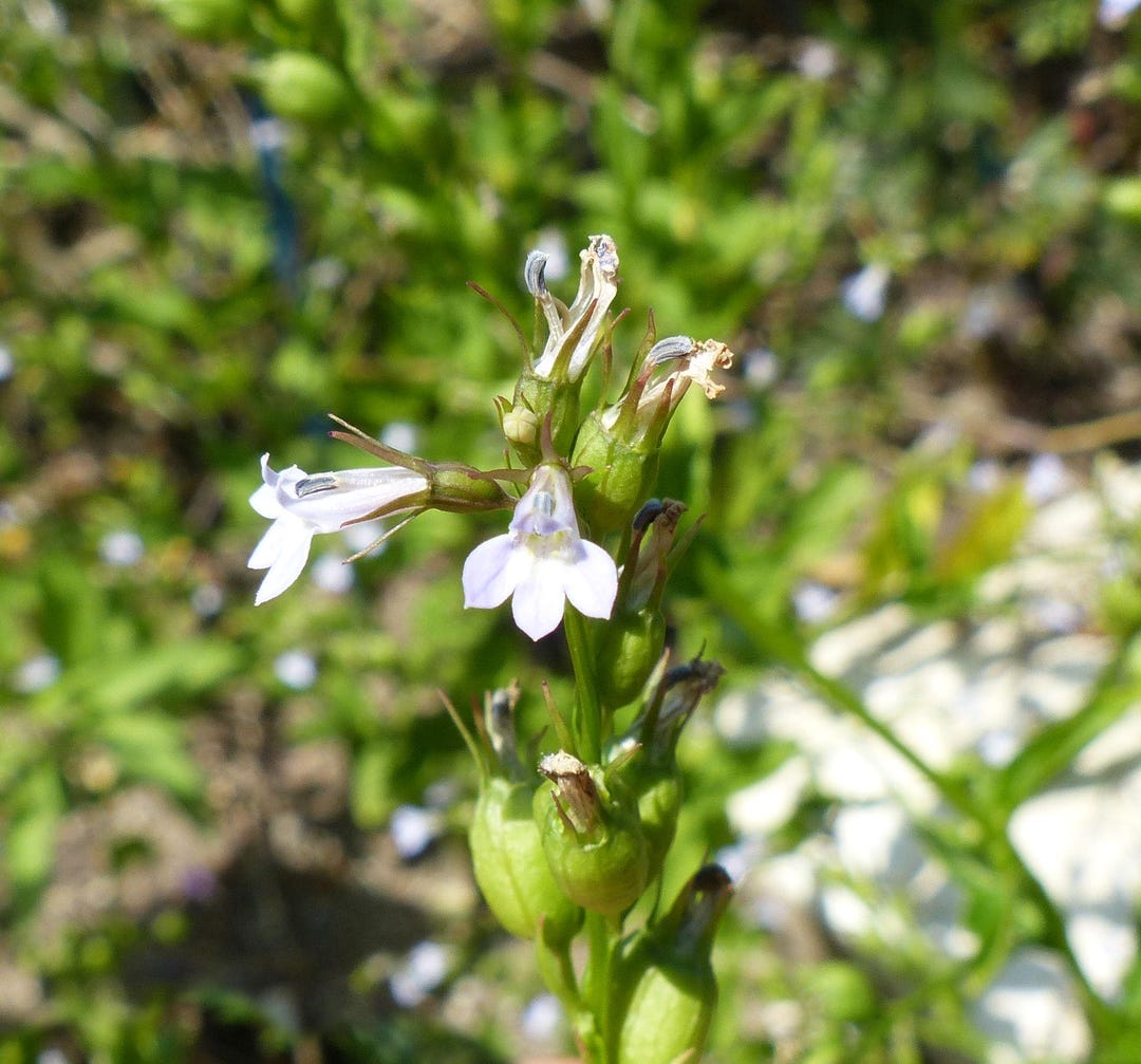 Bladder-pod Lobelia, 1000 Seeds of Lobelia Inflata, Subtle, Well ...