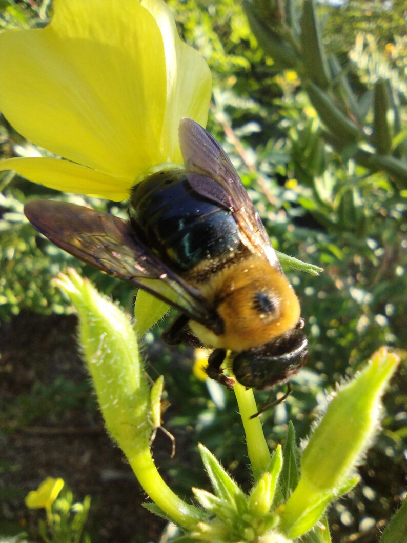 Common Evening Primrose, Oenothera Biennis, 500 Seeds, Pollinator ...