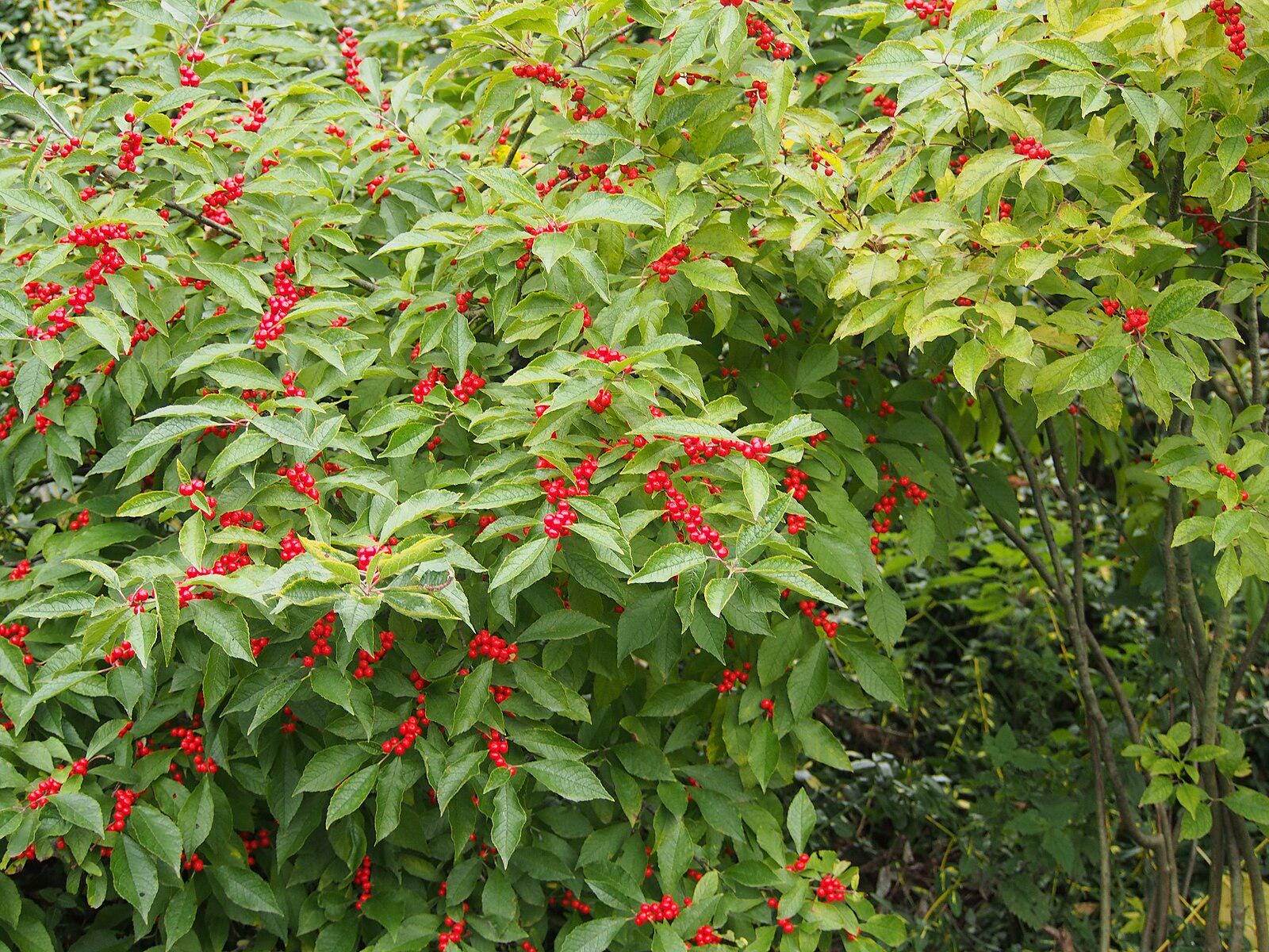 Winterberry Holly, 70+ Seeds of Ilex Verticillata, Shrub for Privacy ...