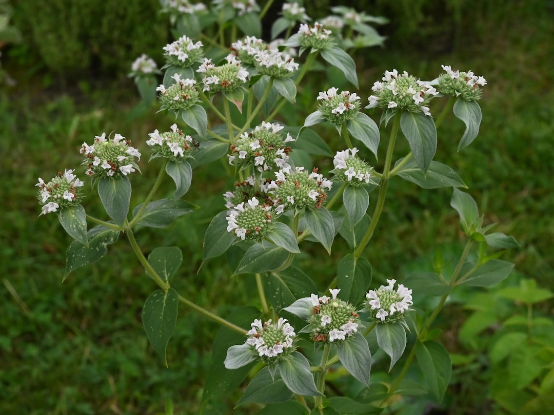 Blunt Mountain Mint, 1200+ Seeds of Pycnanthemum Muticum, Pollinator ...