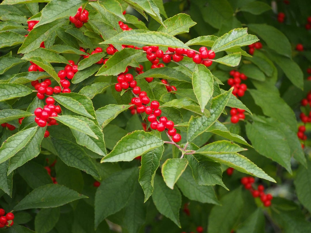 Winterberry Holly, 70+ Seeds of Ilex Verticillata, Shrub for Privacy ...