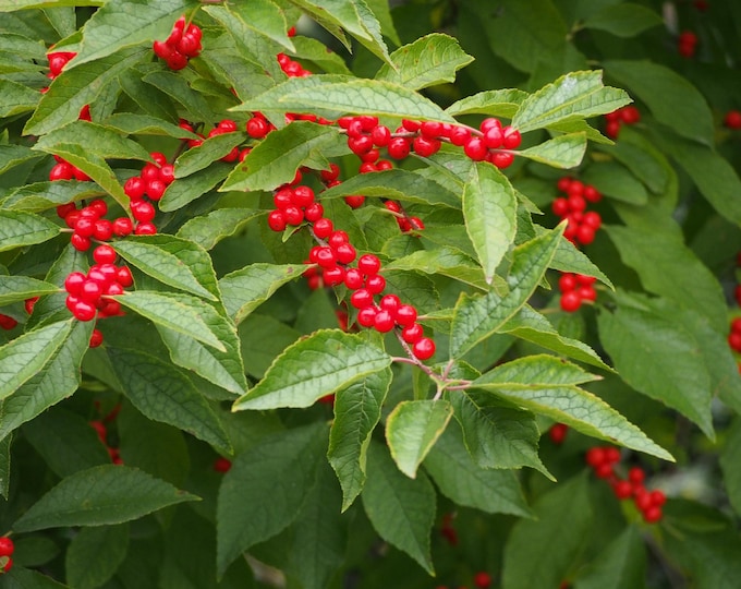 Winterberry Holly, 70+ Seeds of Ilex Verticillata, Shrub for Privacy ...