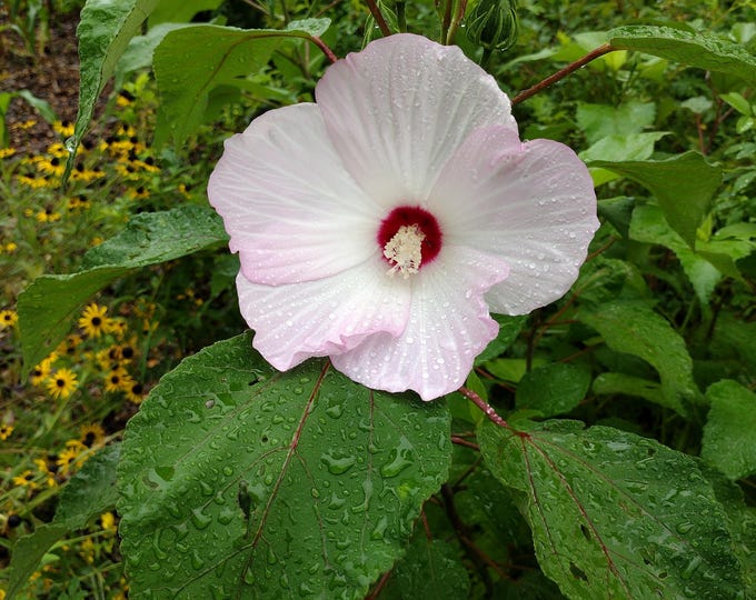 Swamp Rosemallow, 40+ Seeds of Wild-type Hibiscus Moscheutos, Show ...