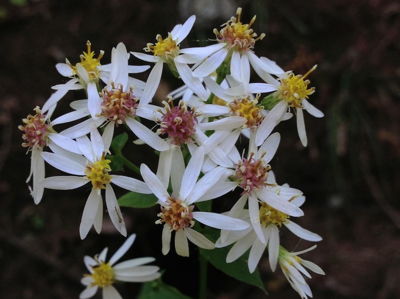 White Woodland Aster, 200+ Seeds of Eurybia Divaricata, Native Woodland ...