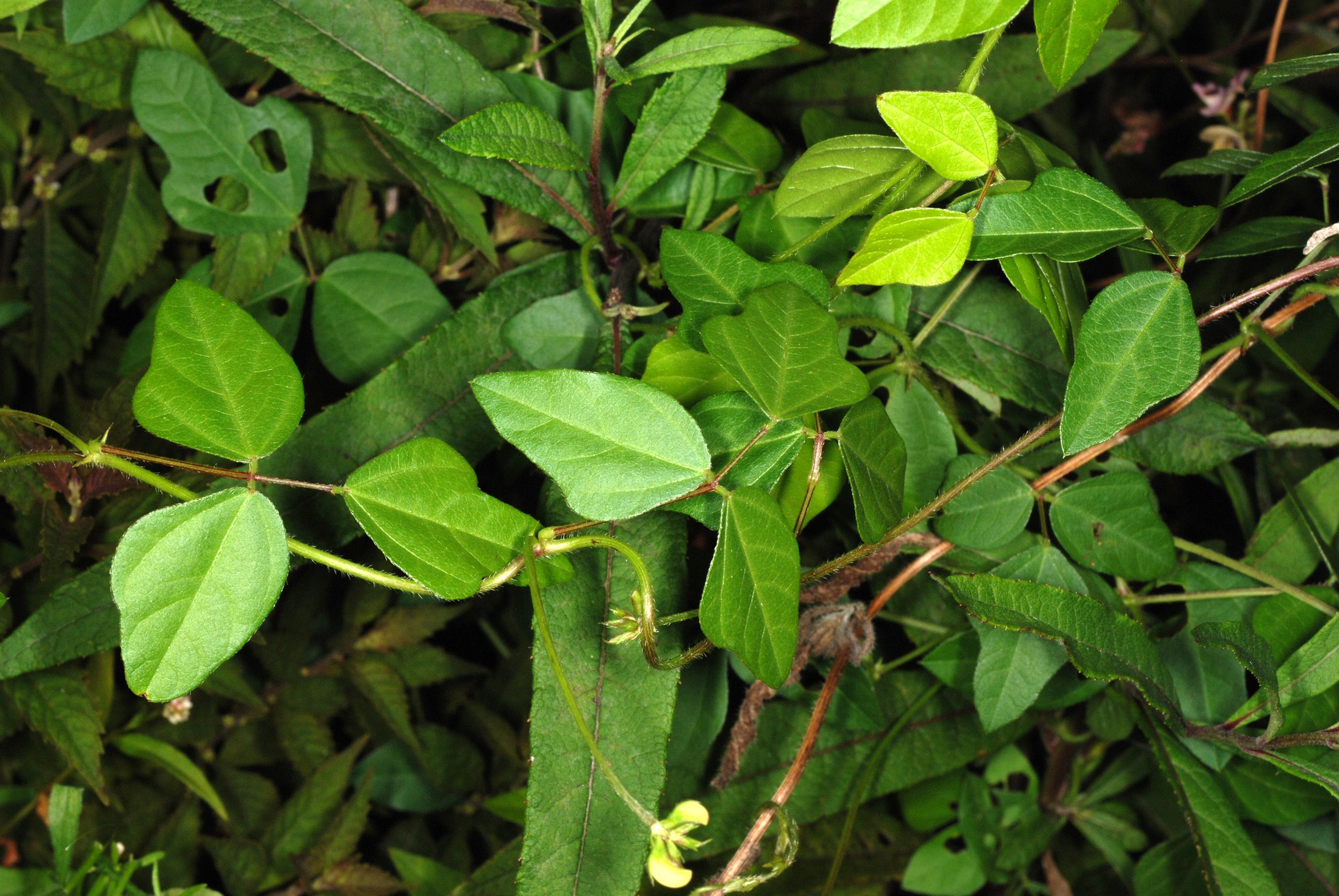 Woolly Beans, 40+ Seeds of Strophostyles Helvola, Edible Native Beans ...