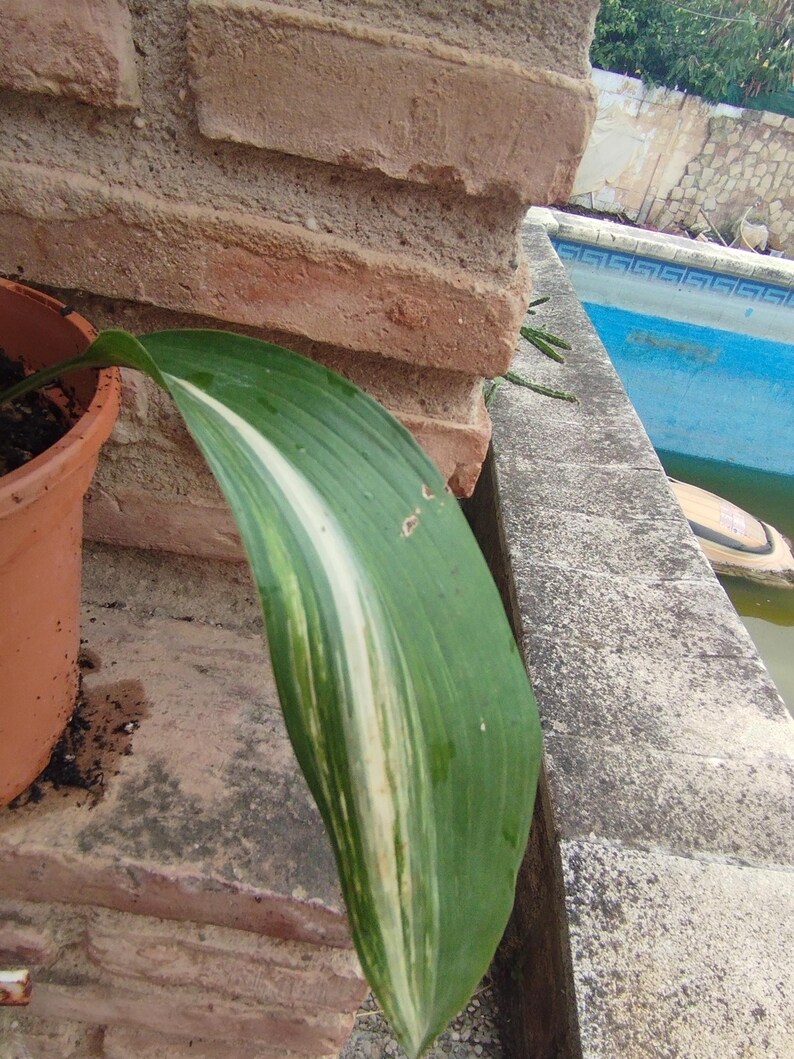Aspidistra elatior variegata - Etsy España