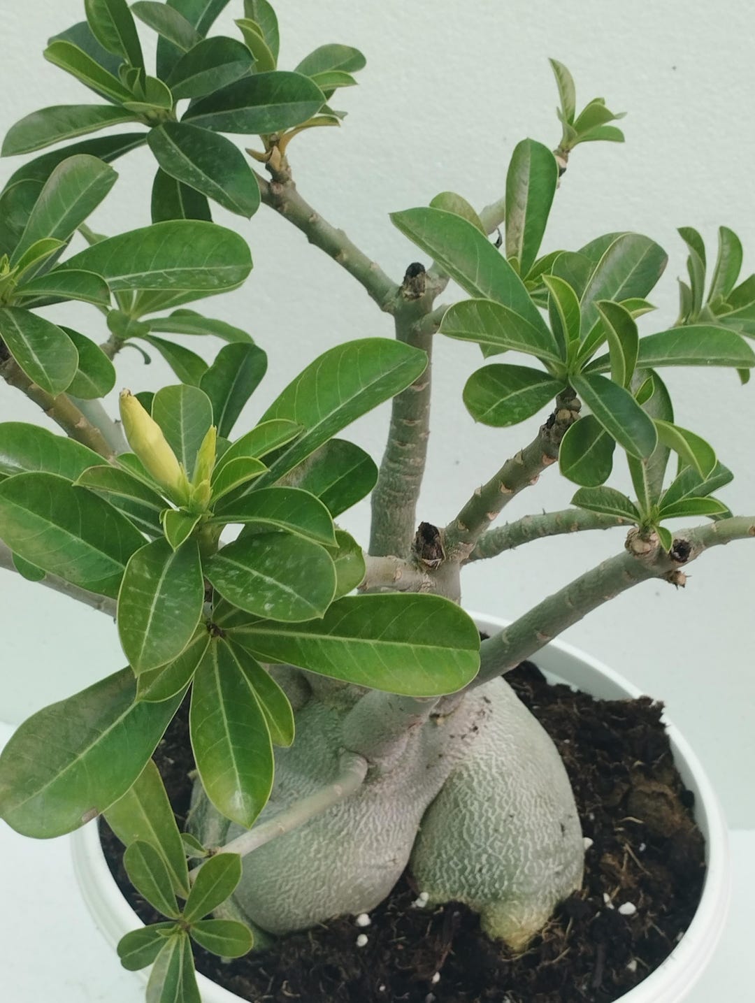 Adenium obesum - Etsy España