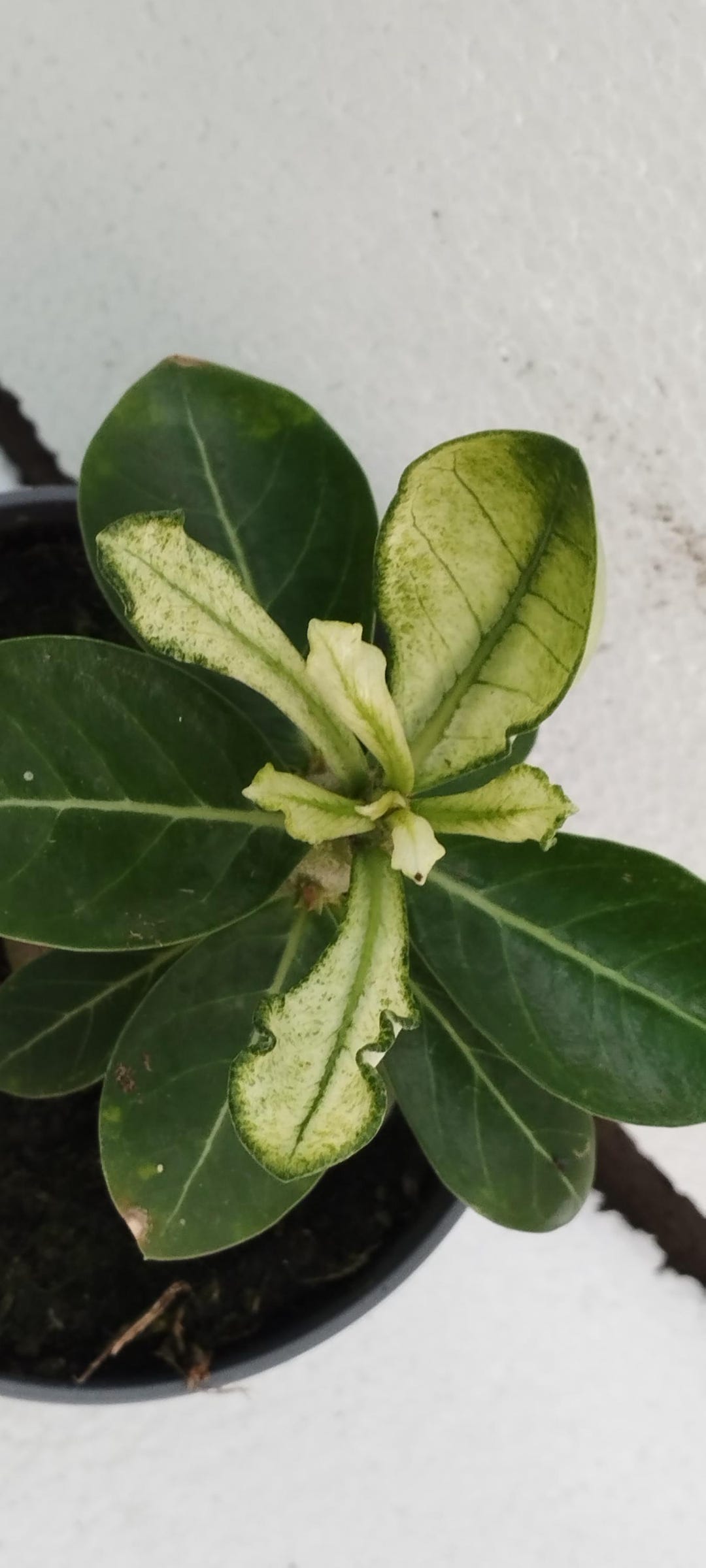 Adenium obesum - Etsy España