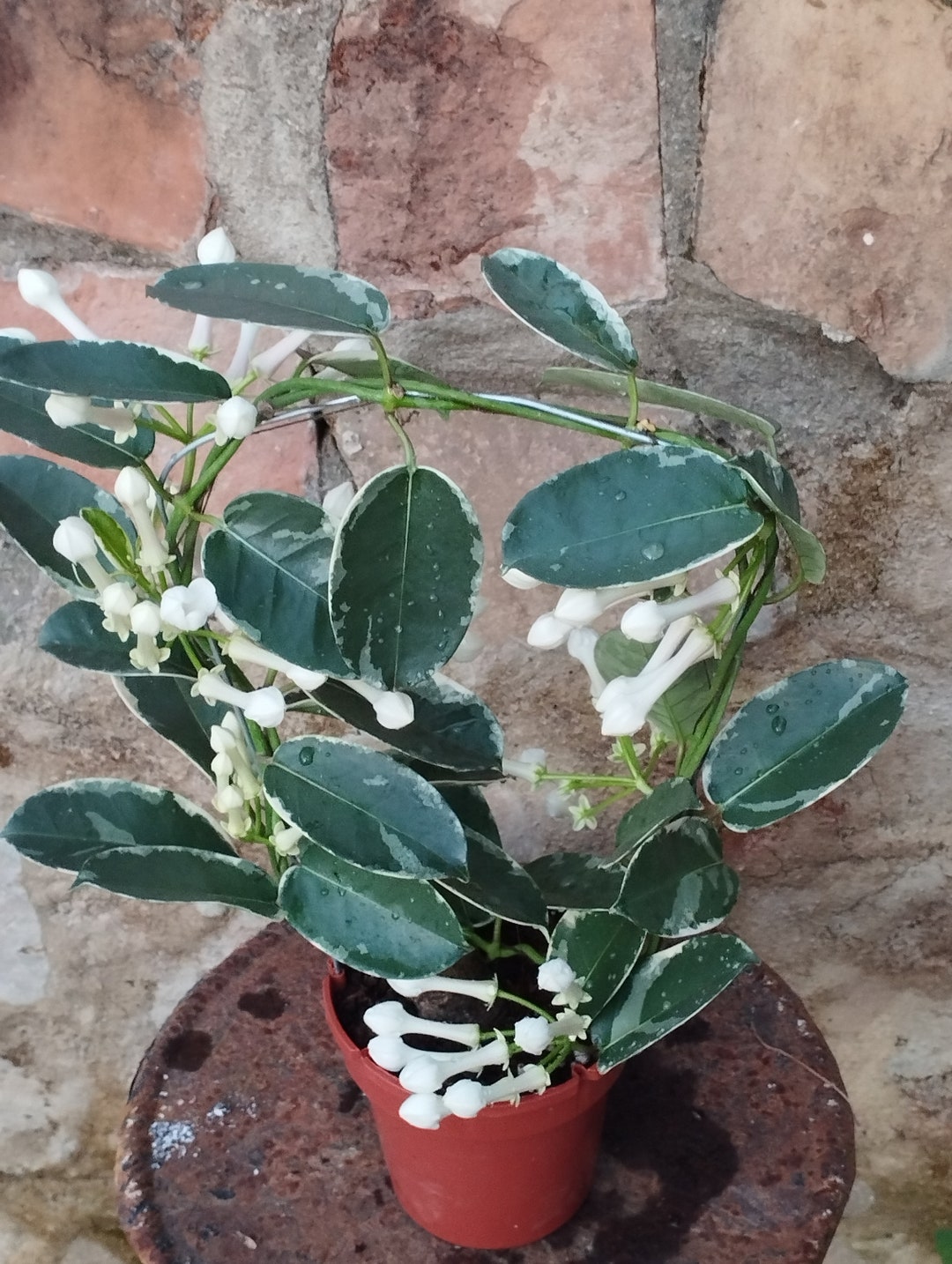 Stephanotis Floribunda Variegata - Etsy UK