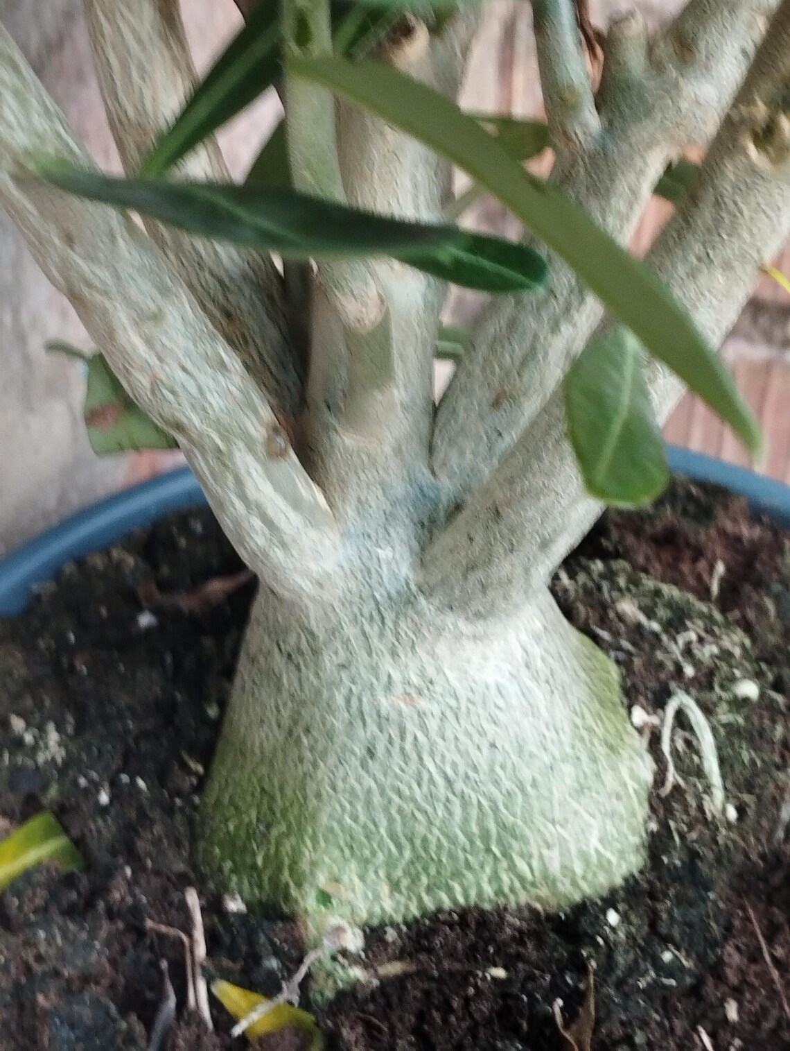 Adenium Obesum Caudex Super Grande - Etsy UK