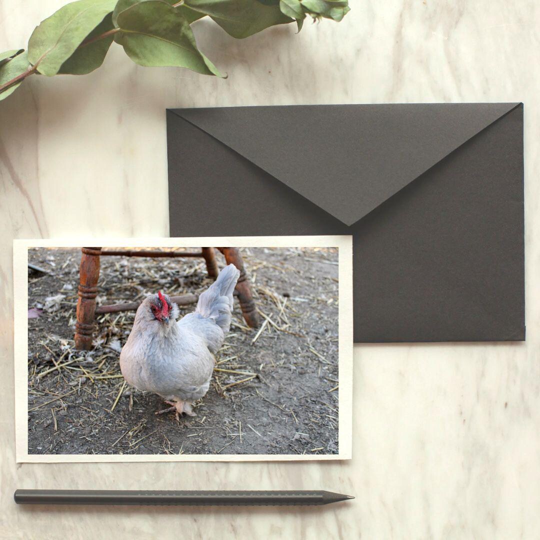Chicken Note Card Photo Farm Photo Card-greeting Card-animal Note Card ...