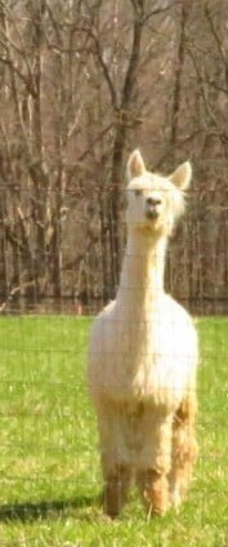 Ssh4 Suri Alpaca & Shetland Wool Yarn Forever in Denim - Etsy