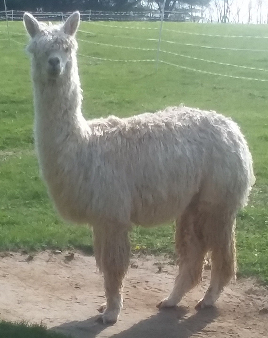 RPD1 Suri Alpaca Fiber Pin Drafted Roving Grade 3 or Grade 4 Natural ...