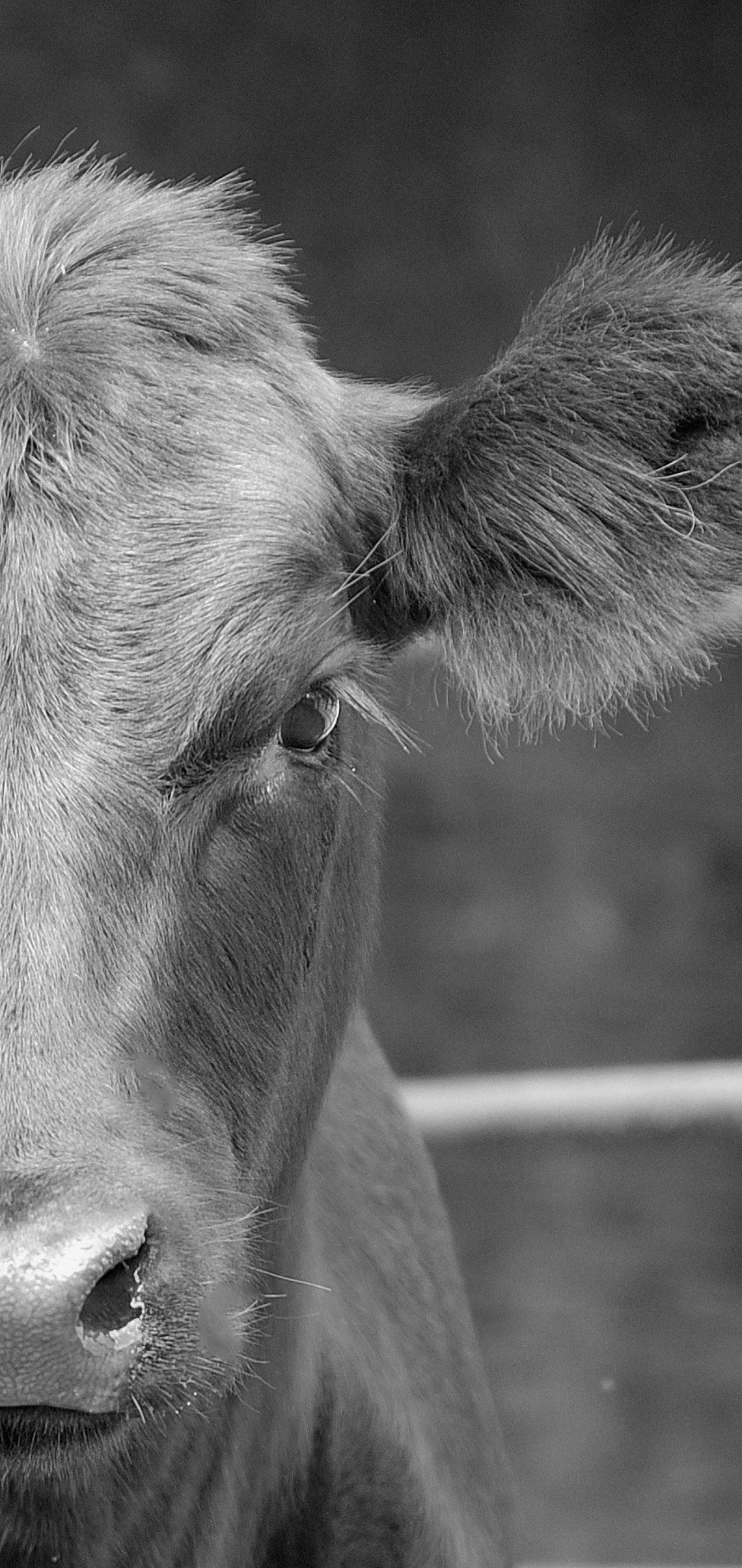 Cow Digital Print - Etsy