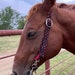 Paracord and Leather One Ear Horse Bridle - Etsy