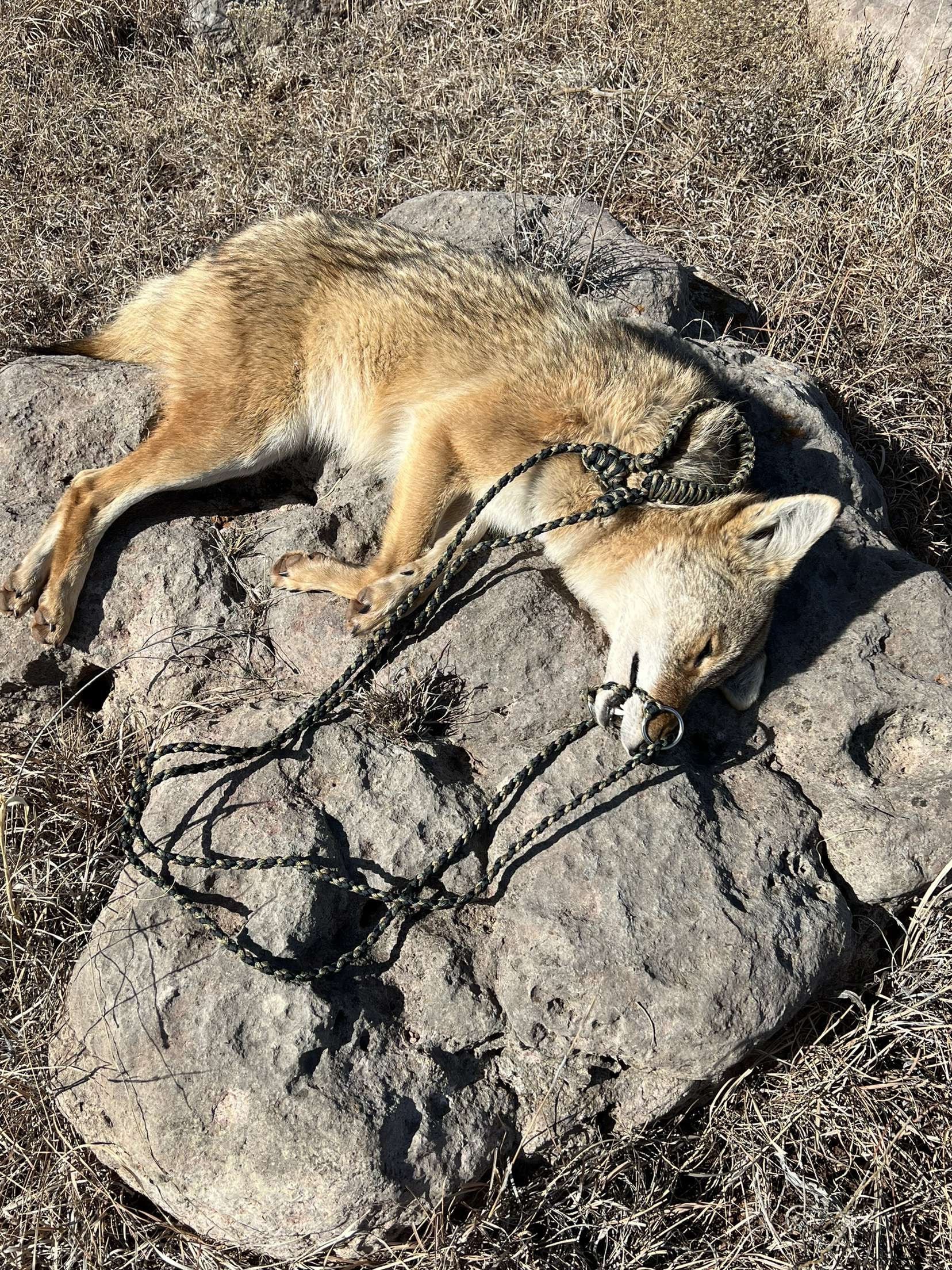 Predator Drag Coyote Drag Paracord - Etsy