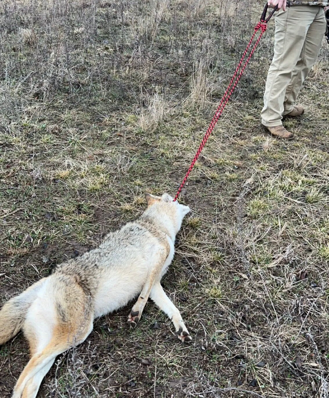 Predator Drag Coyote Drag Paracord - Etsy