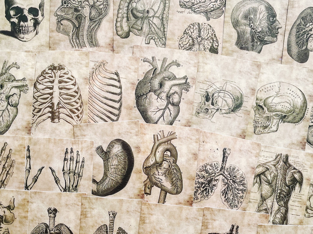 Skeletal Symphony Human Body Organs Bone Anatomy Sticker Set ...