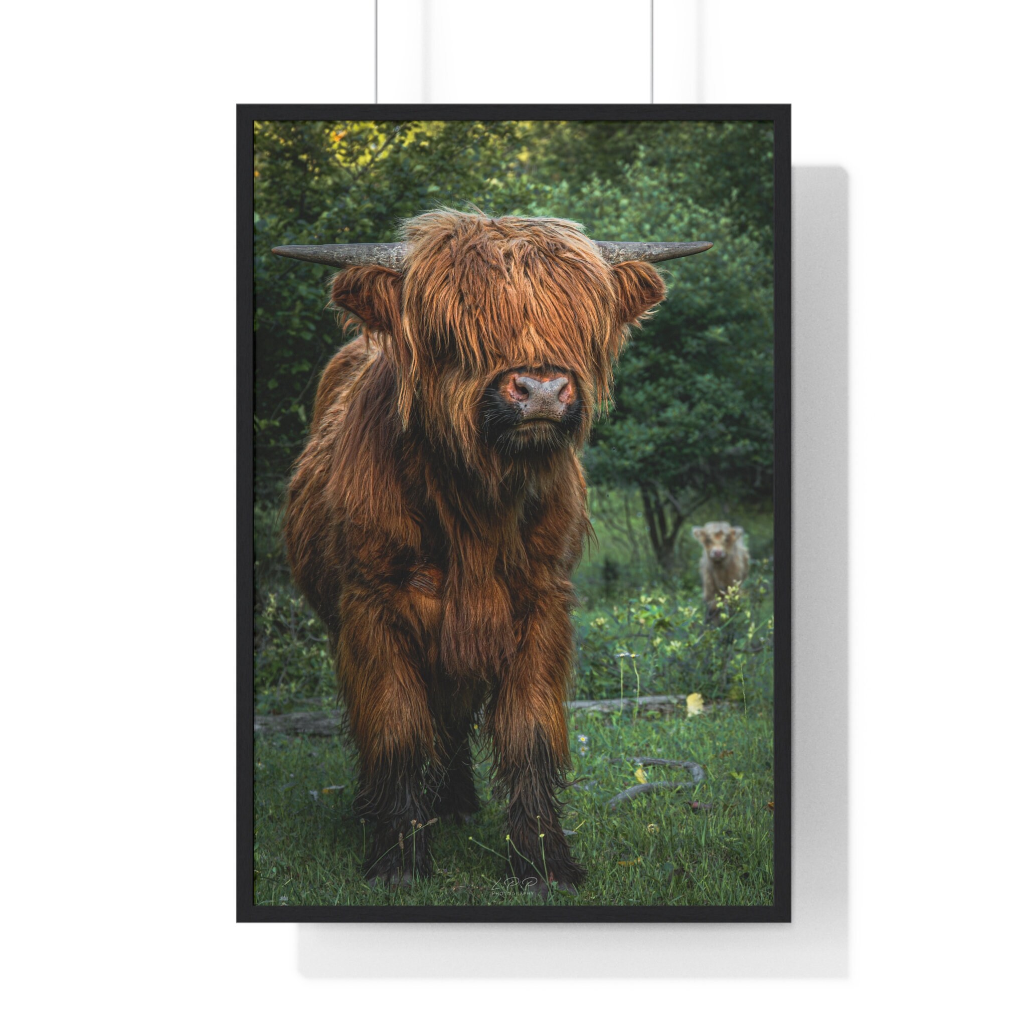 Young & Baby Highland Cow in Nature, Animal Photography Premium Framed ...