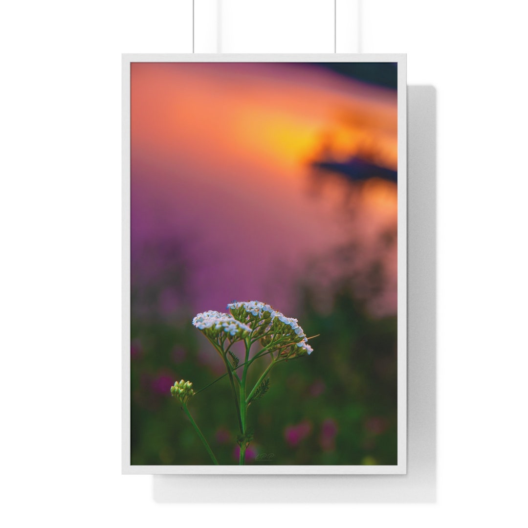 Pink Sunset on Lake and Blooming Yarrow, Flower Photography | Premium ...