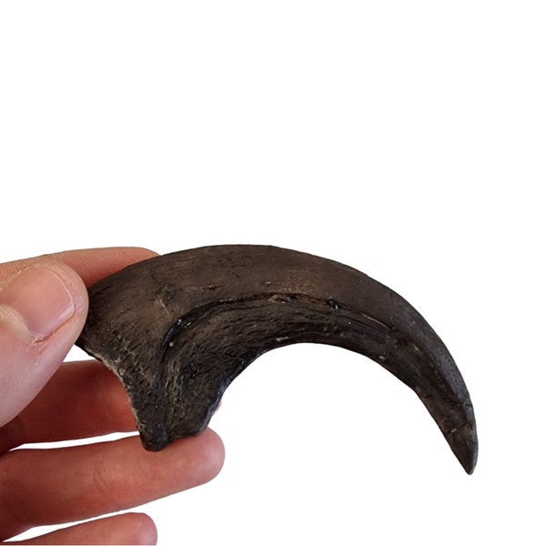 Raptor Claw - Etsy