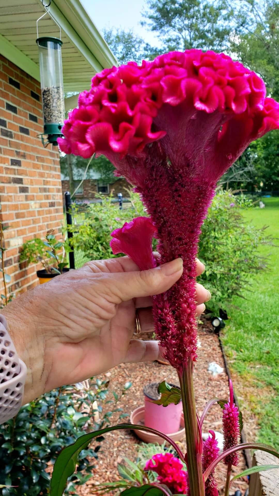 Giant Red Cockscomb Celosia Seeds - Etsy