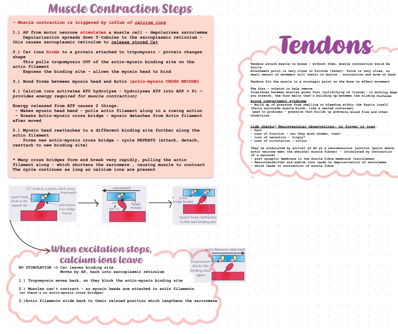 Anatomy Notes| Musculoskeletal System Notes | Adult Nursing Notes ...