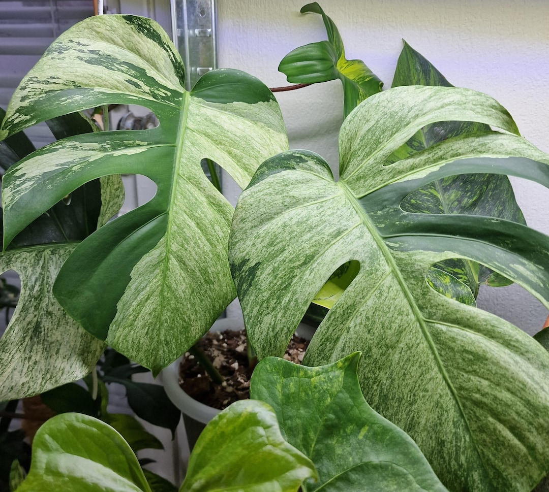 Monstera Jungle Mint/monstera Mint Noid/monstera Mint variegata - High ...
