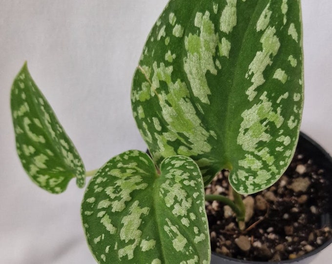 Scindapsus Tricolor - Etsy