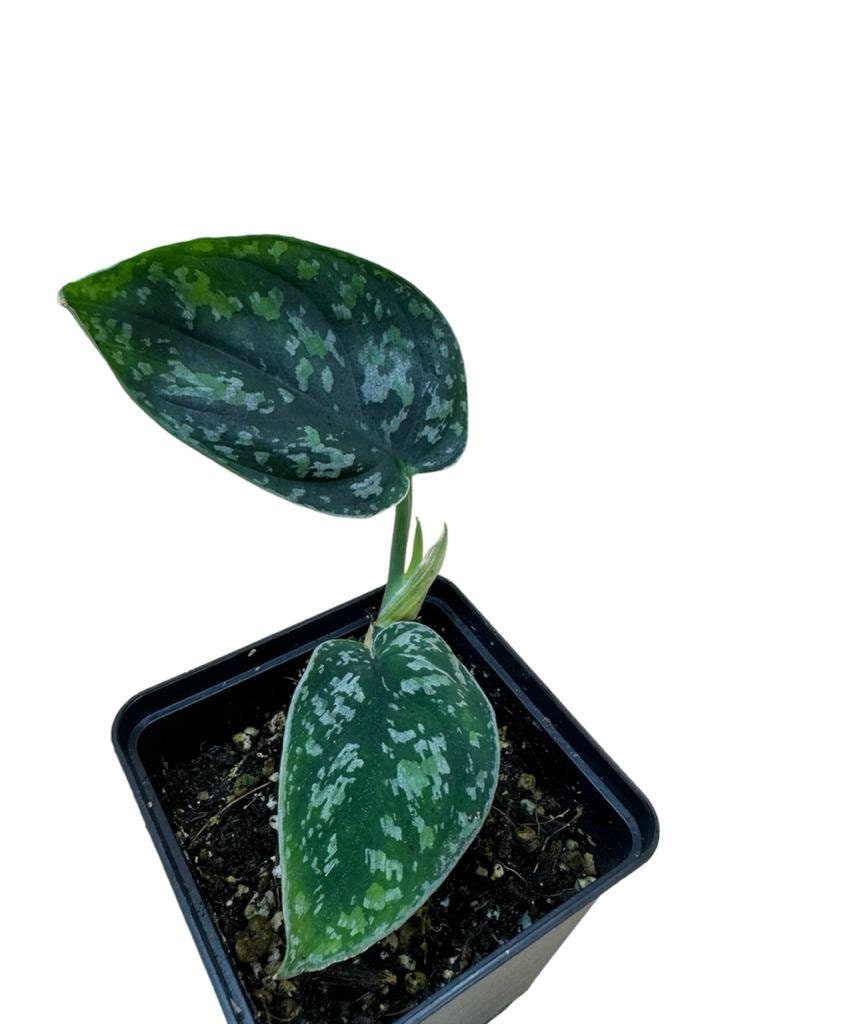 Scindapsus Tricolor - Etsy