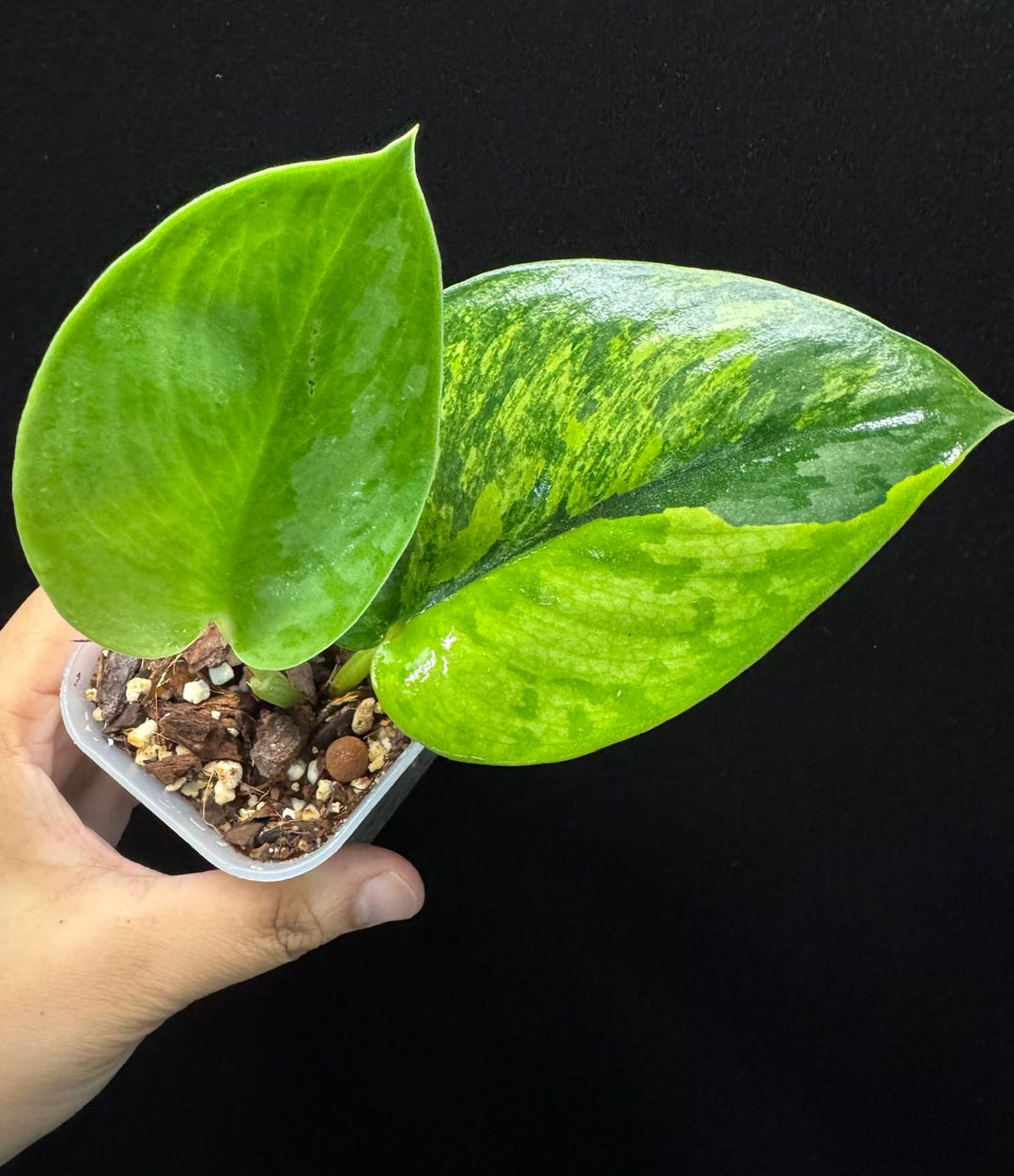 Scindapsus Gerawa: ULTRA RARE PLANT - Etsy