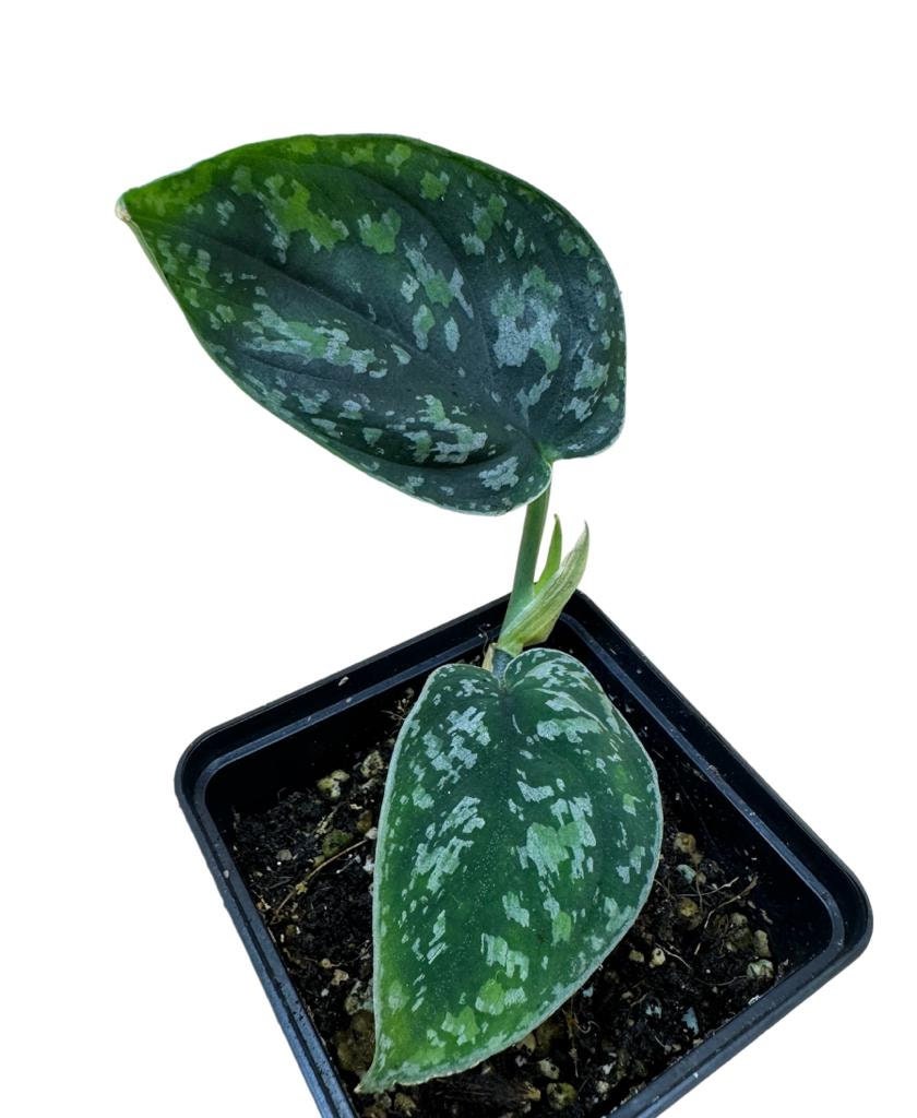 Scindapsus Tricolor - Etsy