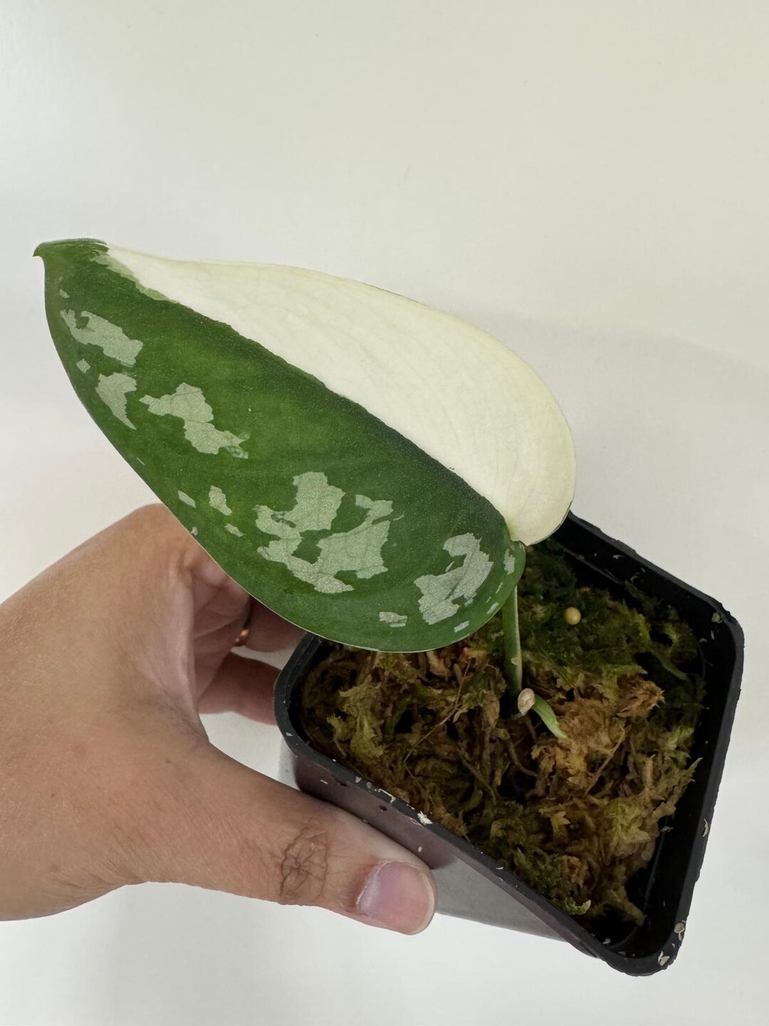 Rare Scindapsus Simbara: Silver Variegated Tropical Plant - Etsy