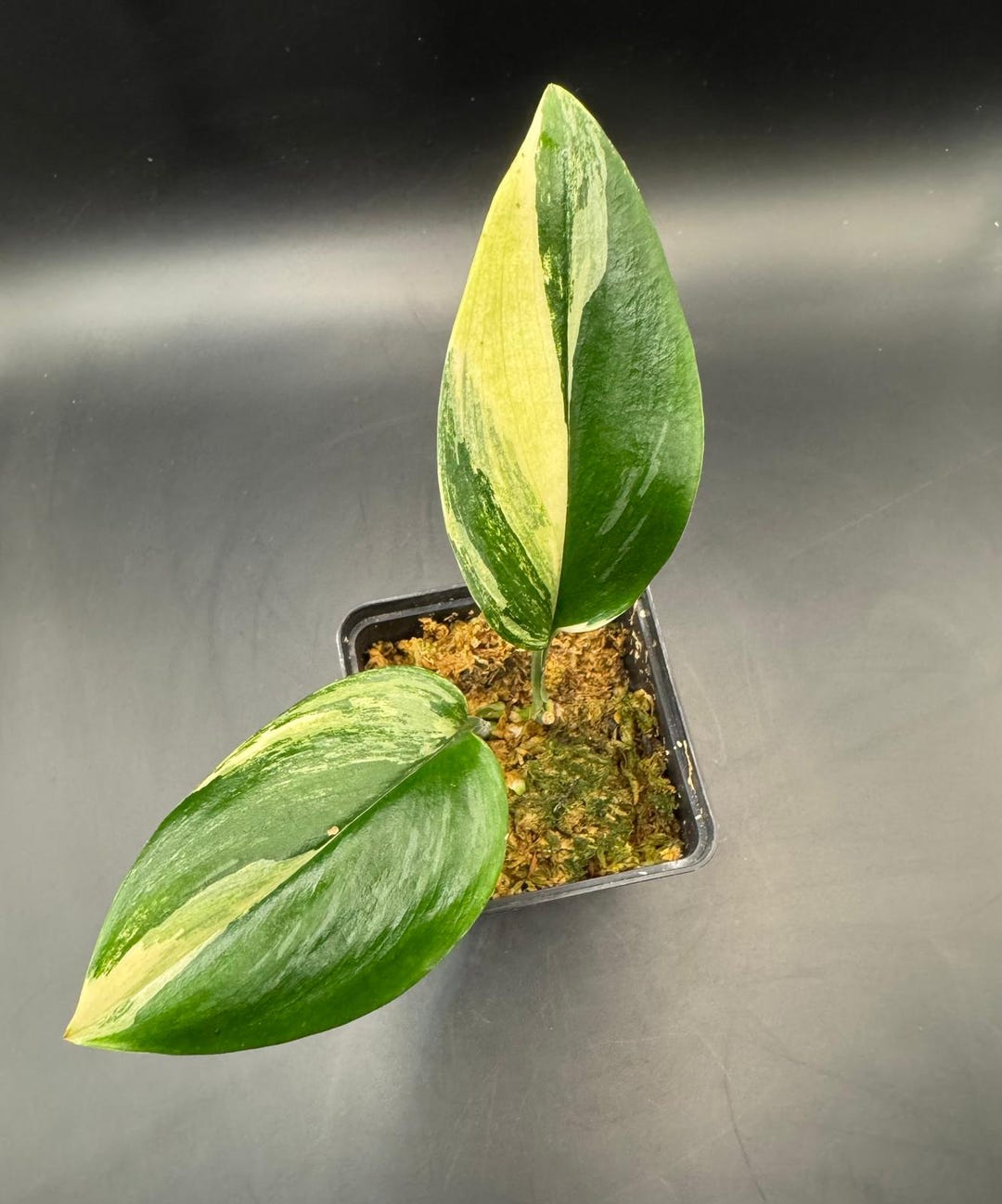 Scindapsus Rubicon: A Rare Jewel for Plant Enthusiasts - Etsy