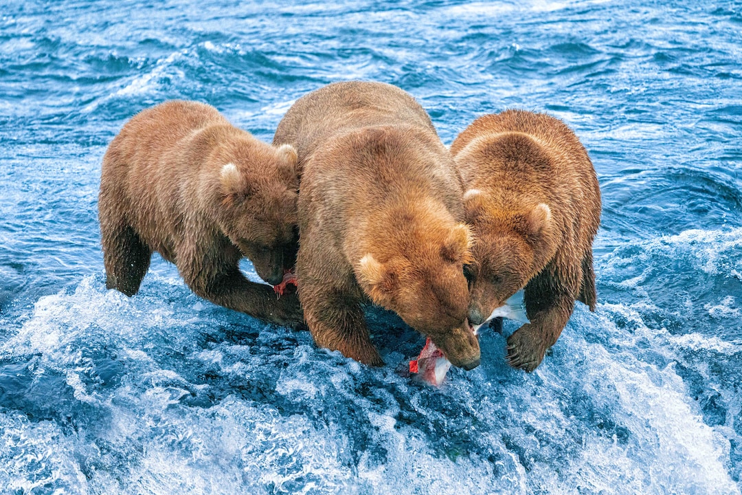 Family of Brown Bears Eating Salmon at Brooks Falls in Katmai National ...