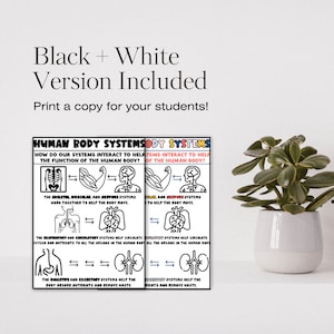 Body System Interactions | Anchor Chart, Classroom Poster, Science ...