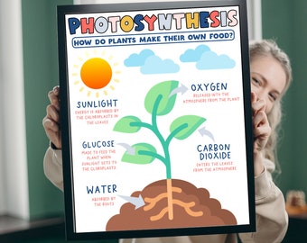 Photosynthesis Classroom Poster: Elementary Science Decor (digital ...