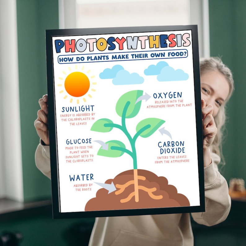 Photosynthesis | Anchor Chart, Classroom Poster, Science Poster ...