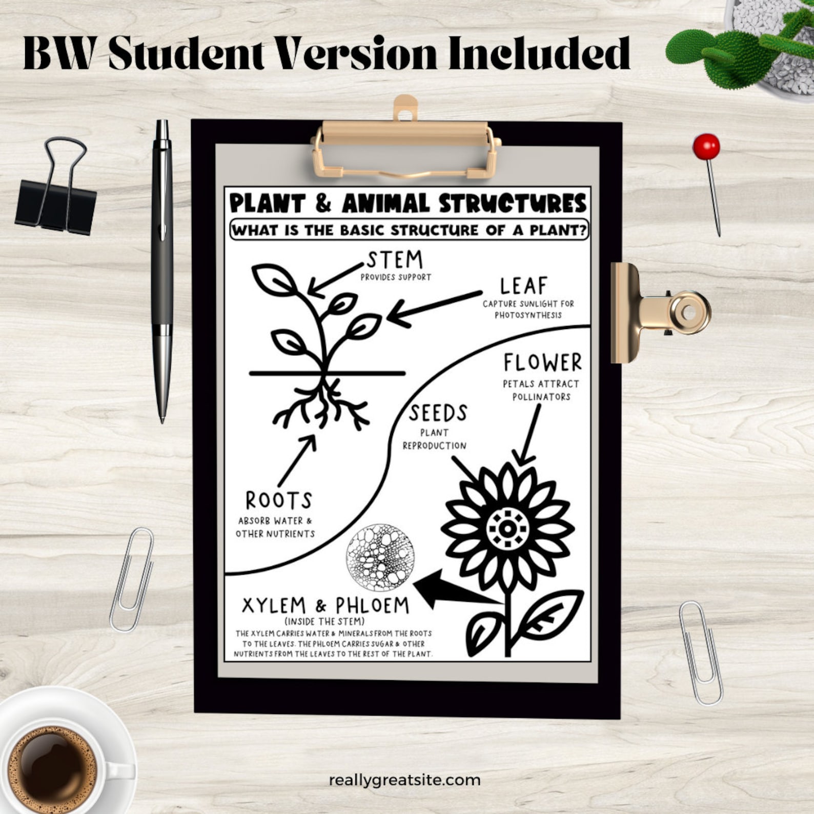 Plant Structures | Anchor Chart, Classroom Poster, Science Poster ...