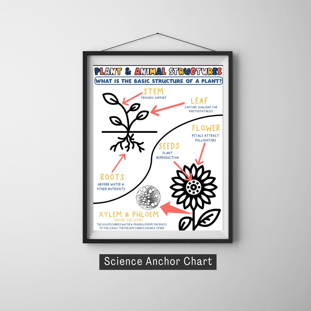 Plant Structures | Anchor Chart, Classroom Poster, Science Poster ...
