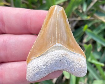 1.29 Bone Valley Megalodon Shark Tooth Fossil - Etsy