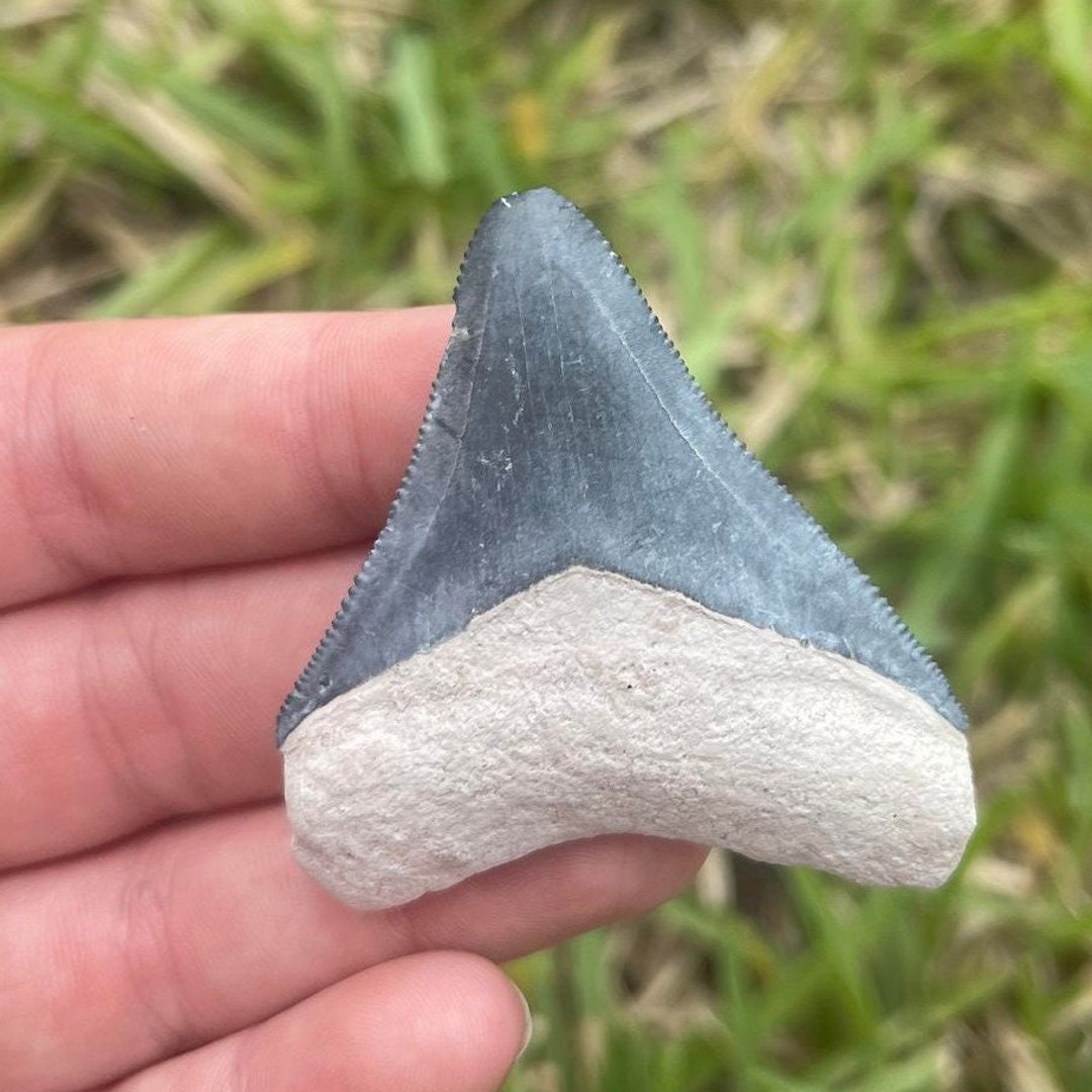2.2 Bone Valley Megalodon Shark Tooth Fossil - Etsy