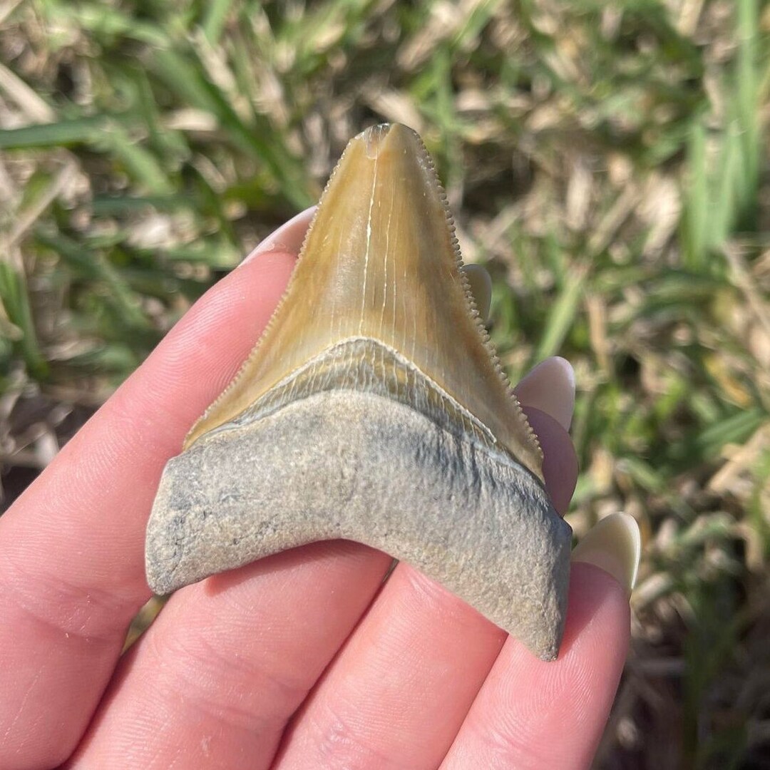2.35" Bone Valley Megalodon Shark Tooth Fossil - Etsy